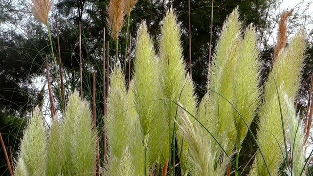 "Marsh Reeds" Images – Browse 122 Stock Photos, Vectors, and Video ...