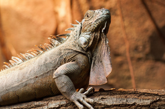 รูปภาพAcrodonta – เลือกดูภาพถ่ายสต็อก เวกเตอร์ และวิดีโอ11,557 | Adobe ...