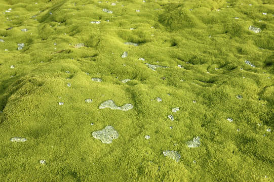 Arctic Moss