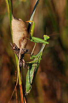 Oteca Images – Browse 1 Stock Photos, Vectors, and Video | Adobe Stock