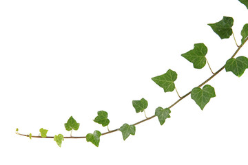 Fotos, lizenzfreie Bilder, Grafiken, Vektoren und Videos von Efeuranken ...