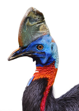 Kasuar Images – Browse 76 Stock Photos, Vectors, and Video | Adobe Stock