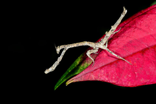 Tarachodes Images – Browse 50 Stock Photos, Vectors, and Video | Adobe ...