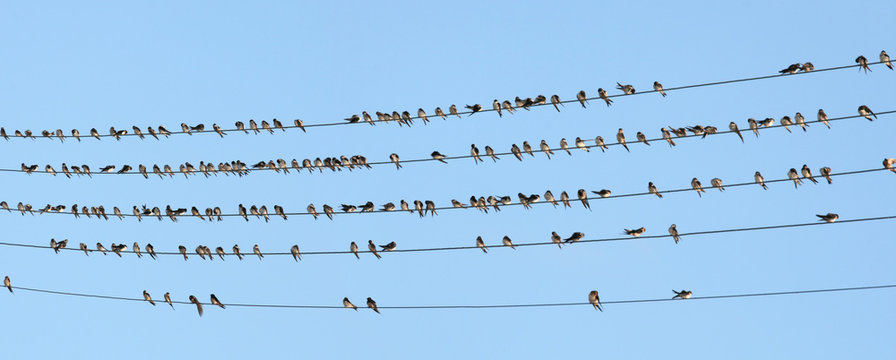 Schwalben Images – Parcourir 1,822 le catalogue de photos, vecteurs et ...