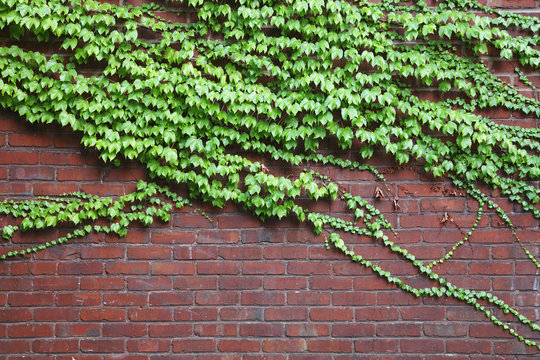 Efeuranken Images – Parcourir 295 le catalogue de photos, vecteurs et ...