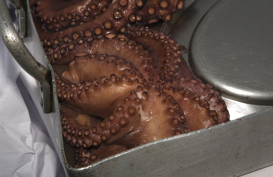 รูปภาพOctupus – เลือกดูภาพถ่ายสต็อก เวกเตอร์ และวิดีโอ220,815 | Adobe Stock