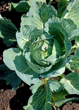 Kopfkohl 이미지 – 찾아보기 198 스톡 사진, 벡터 및 비디오 | Adobe Stock