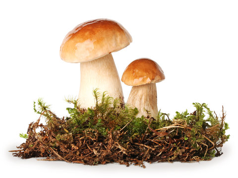 รูปภาพCeps – เลือกดูภาพถ่ายสต็อก เวกเตอร์ และวิดีโอ4,932 | Adobe Stock