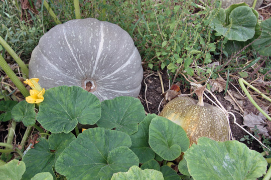 Calabacera Images – Browse 30 Stock Photos, Vectors, and Video | Adobe ...