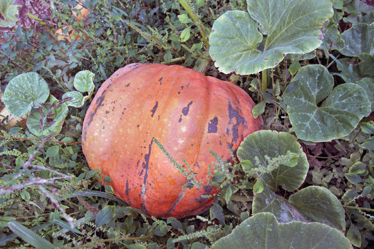 Calabacera Images – Browse 30 Stock Photos, Vectors, and Video | Adobe ...