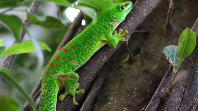 Gecko Skin Images – Browse 19,809 Stock Photos, Vectors, and Video ...