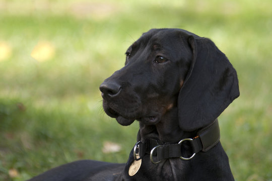 Ogar Images – Browse 441 Stock Photos, Vectors, and Video | Adobe Stock