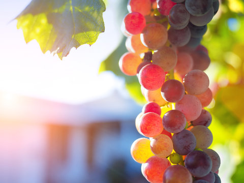 Grapevine Images – Browse 1,350,855 Stock Photos, Vectors, and Video ...