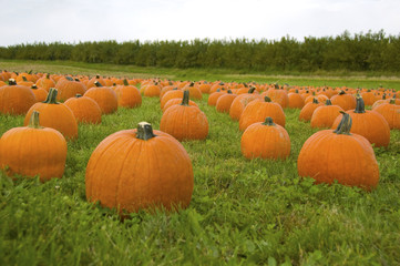 Pumpkins photos, royalty-free images, graphics, vectors & videos ...