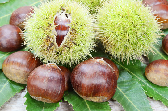 รูปภาพAculei – เลือกดูภาพถ่ายสต็อก เวกเตอร์ และวิดีโอ434 | Adobe Stock