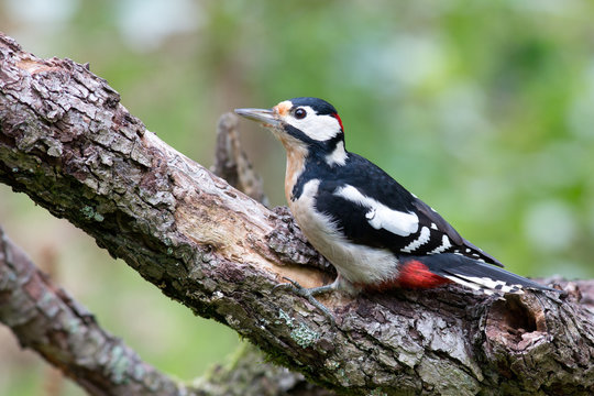 รูปภาพSpecht – เลือกดูภาพถ่ายสต็อก เวกเตอร์ และวิดีโอ6,243 | Adobe Stock