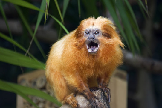 Mico 이미지 – 찾아보기 1,969 스톡 사진, 벡터 및 비디오 | Adobe Stock