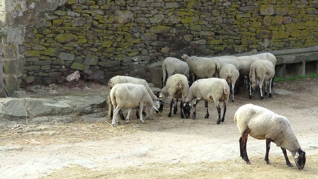 Imágenes de Obejas: descubre bancos de fotos, ilustraciones, vectores y ...