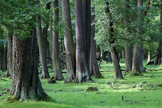 「Eichenwald」の写真素材 | 1,256件の無料イラスト画像 | Adobe Stock