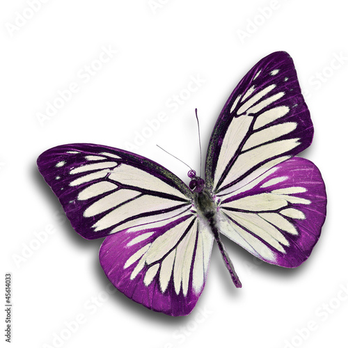 "Purple Butterfly flying" Stock photo and royalty-free images on ...