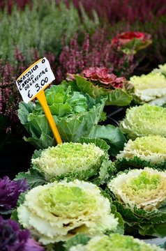 Engrass Images – Browse 6 Stock Photos, Vectors, and Video | Adobe Stock