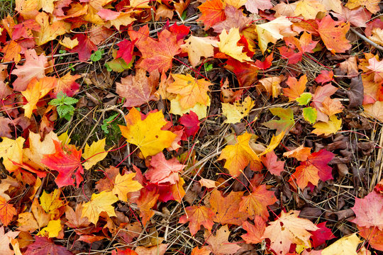 Autmn Images – Browse 55 Stock Photos, Vectors, and Video | Adobe Stock