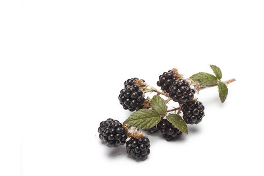 รูปภาพMora – เลือกดูภาพถ่ายสต็อก เวกเตอร์ และวิดีโอ14,260 | Adobe Stock