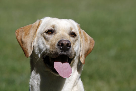 รูปภาพTherapiehund – เลือกดูภาพถ่ายสต็อก เวกเตอร์ และวิดีโอ618 | Adobe ...