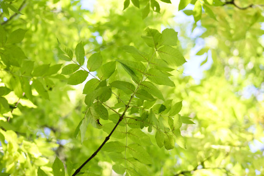 Eschenbaum Bilder – Durchsuchen 66,303 Archivfotos, Vektorgrafiken und ...