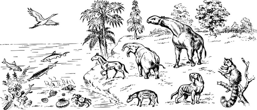 รูปภาพCenozoic – เลือกดูภาพถ่ายสต็อก เวกเตอร์ และวิดีโอ395 | Adobe Stock