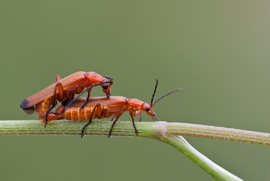 LAS 3,937 MEJORES IMÁGENES, FOTOS DE ARCHIVO Y VECTORES DE Copulando ...