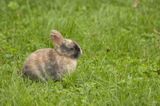 รูปภาพRabitt – เลือกดูภาพถ่ายสต็อก เวกเตอร์ และวิดีโอ182 | Adobe Stock