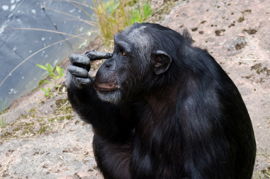 Scraching Images – Browse 77 Stock Photos, Vectors, and Video | Adobe Stock