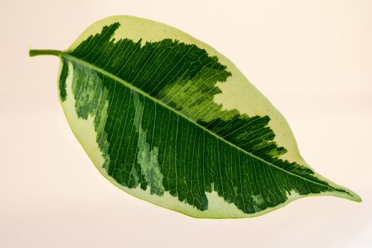 รูปภาพBlattnerven – เลือกดูภาพถ่ายสต็อก เวกเตอร์ และวิดีโอ161 | Adobe Stock