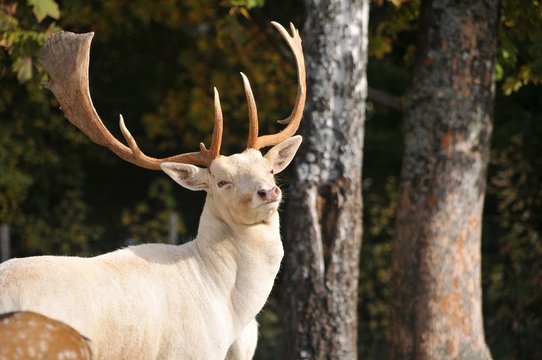 Bastgeweih Bilder – Durchsuchen 761 Archivfotos, Vektorgrafiken und ...