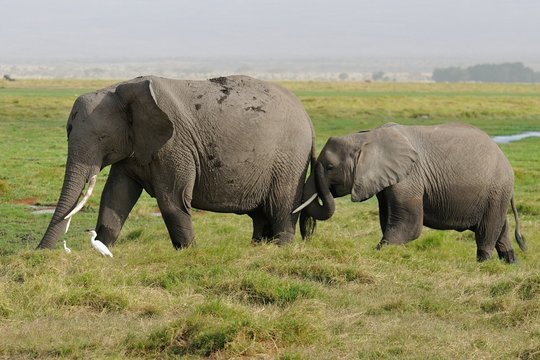 Pachiderma Images – Parcourir 820 le catalogue de photos, vecteurs et ...