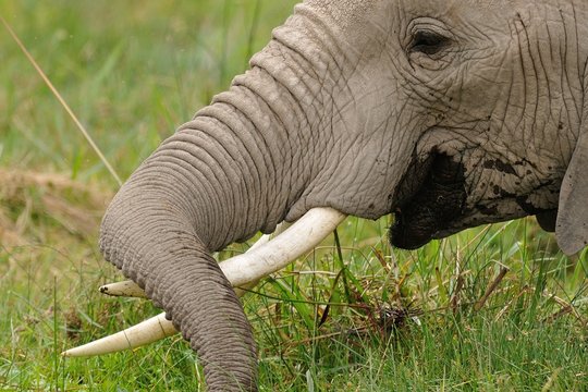 Pachiderma Images – Parcourir 820 le catalogue de photos, vecteurs et ...