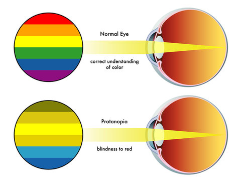 Protanopia Images – Browse 79 Stock Photos, Vectors, and Video | Adobe ...