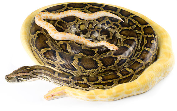 "Royal Pythons" Images – Browse 93 Stock Photos, Vectors, and Video ...