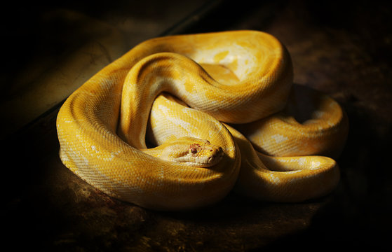 รูปภาพSerpen – เลือกดูภาพถ่ายสต็อก เวกเตอร์ และวิดีโอ108 | Adobe Stock