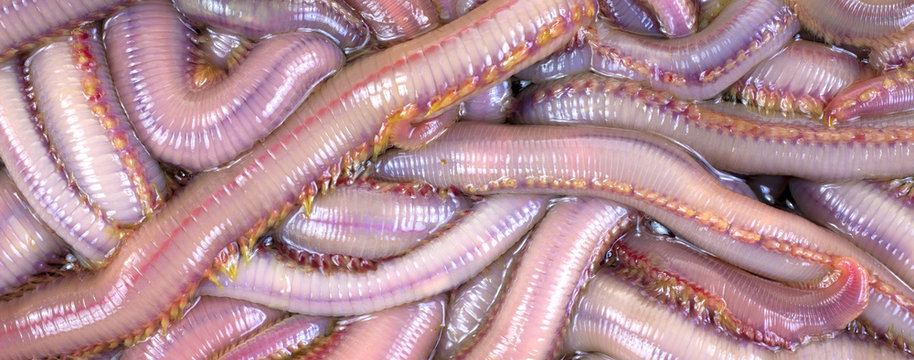 Bloodworms Images – Browse 1,076 Stock Photos, Vectors, and Video ...