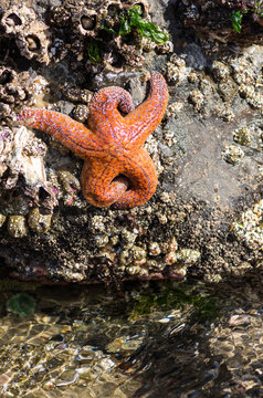 รูปภาพ"Tidal Pool" – เลือกดูภาพถ่ายสต็อก เวกเตอร์ และวิดีโอ26,553 ...