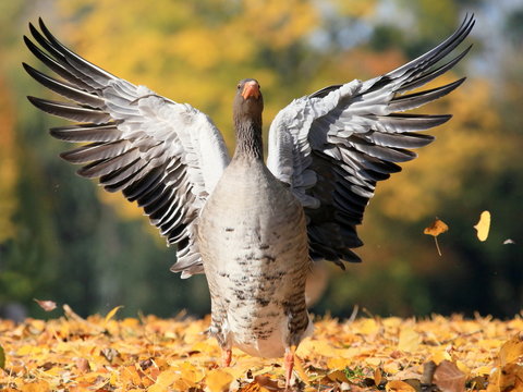 「Mastgans」の画像 - 149 件の Stock 写真、ベクターおよびビデオ | Adobe Stock