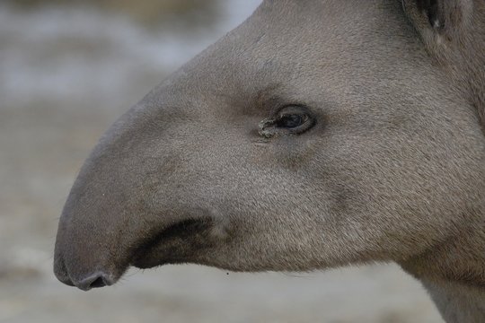 Tapiro Images – Browse 34 Stock Photos, Vectors, and Video | Adobe Stock