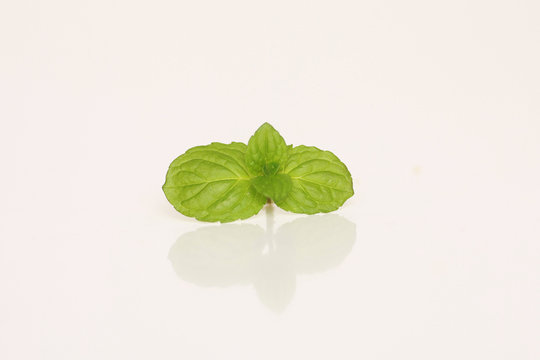 Minzblatt bilder – Bläddra bland 990 stockfoton, vektorer och videor ...