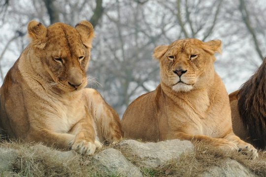 Leonesse Images – Browse 95 Stock Photos, Vectors, and Video | Adobe Stock