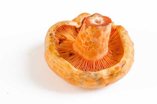 "Saffron Milk Cap" Images – Browse 2,707 Stock Photos, Vectors, and ...