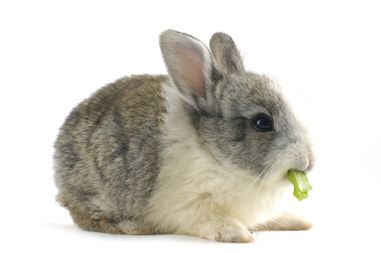 รูปภาพRabit – เลือกดูภาพถ่ายสต็อก เวกเตอร์ และวิดีโอ4,325 | Adobe Stock