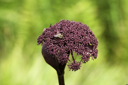 รูปภาพAlium – เลือกดูภาพถ่ายสต็อก เวกเตอร์ และวิดีโอ83,557 | Adobe Stock