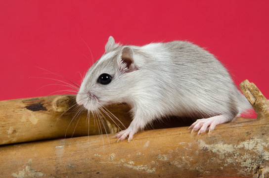 Jerbo Images – Browse 42 Stock Photos, Vectors, and Video | Adobe Stock